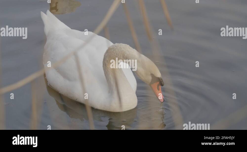 Swan swimming underwater Stock Videos & Footage - HD and 4K Video Clips ...