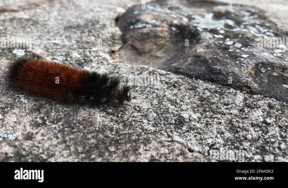 Worm stone Stock Videos & Footage - HD and 4K Video Clips - Alamy