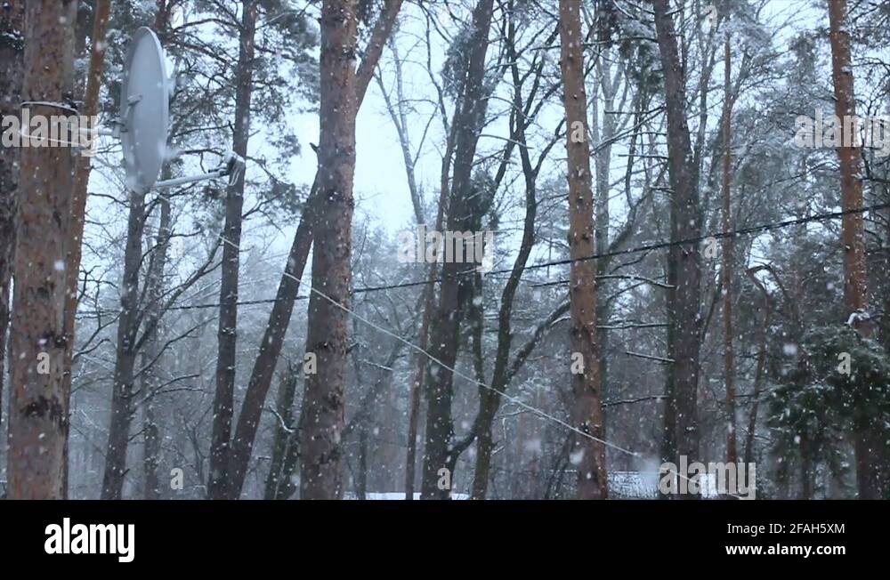 Snow falling in forest Stock Videos & Footage - HD and 4K Video Clips ...