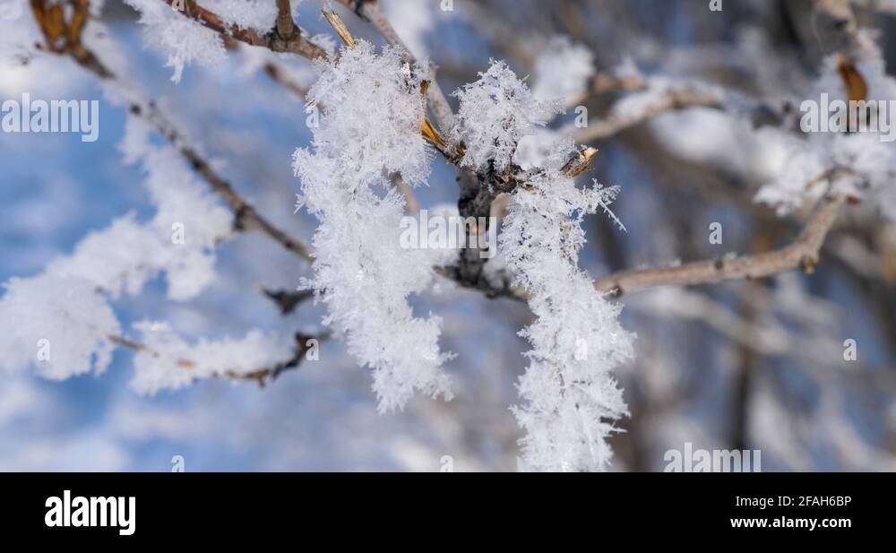 Willow tree branch white background Stock Videos & Footage - HD and 4K ...