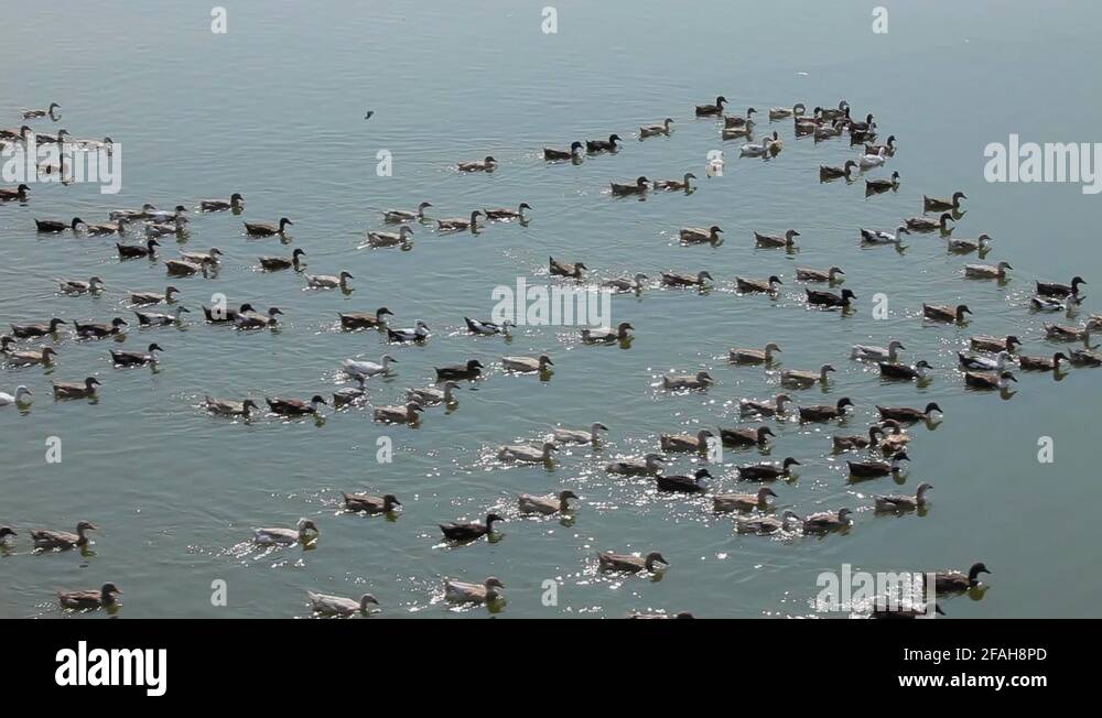 Quacking ducks Stock Videos & Footage - HD and 4K Video Clips - Alamy
