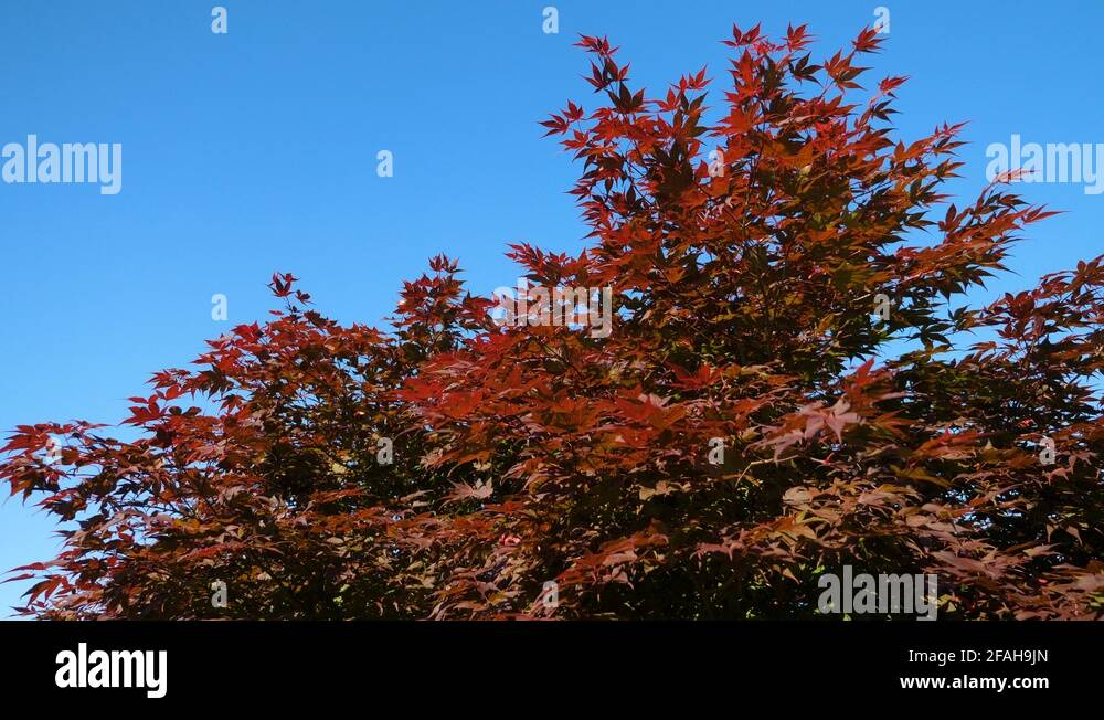 Red maple tree leaves Stock Videos & Footage - HD and 4K Video Clips ...