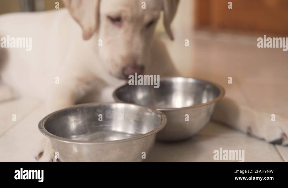 Labrador eating food Stock Videos & Footage - HD and 4K Video Clips - Alamy