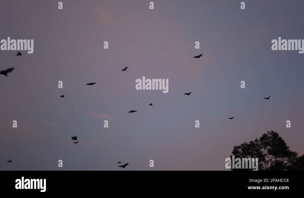 Flying fox night australia Stock Videos & Footage - HD and 4K Video ...