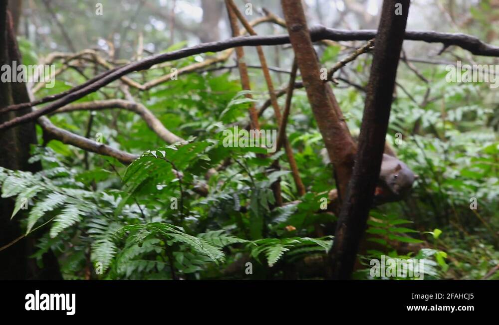 Ran tree Stock Videos & Footage - HD and 4K Video Clips - Alamy