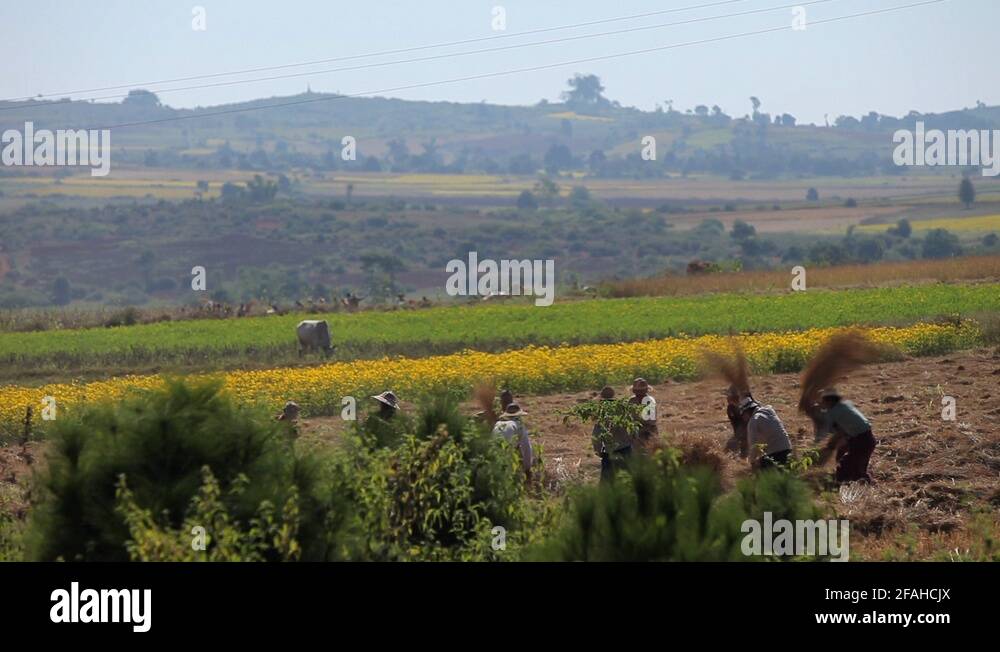 Myanmar rice harvest, farmers threshing Stock Video Footage - Alamy