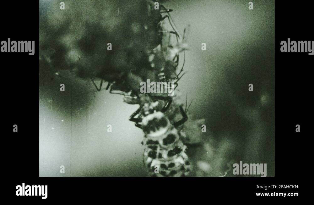 Insect eating plant Stock Videos & Footage - HD and 4K Video Clips - Alamy