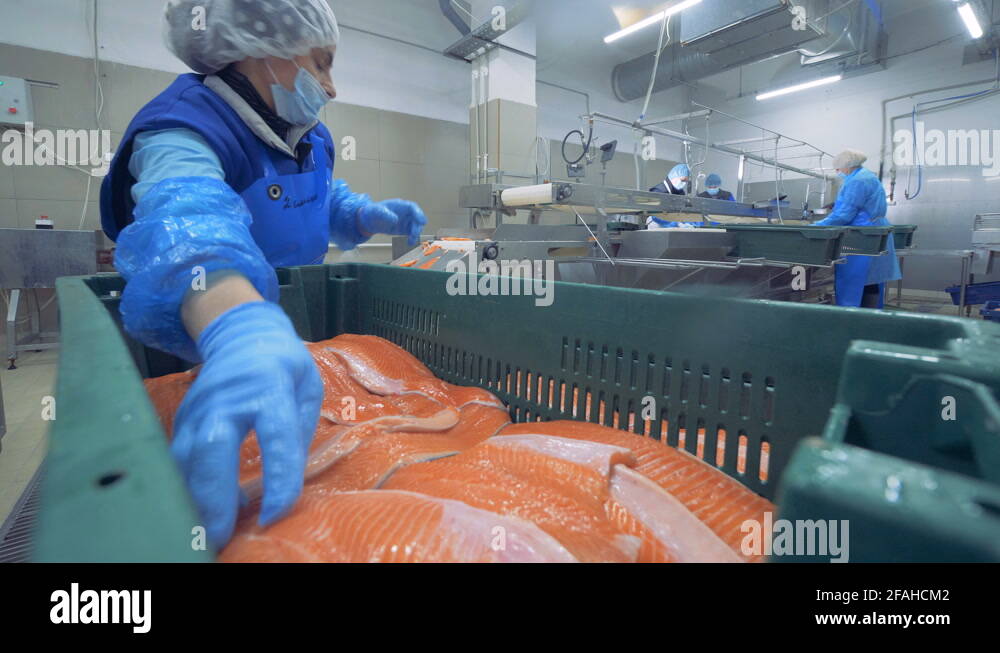 Packing salmon fish container Stock Videos & Footage - HD and 4K Video ...