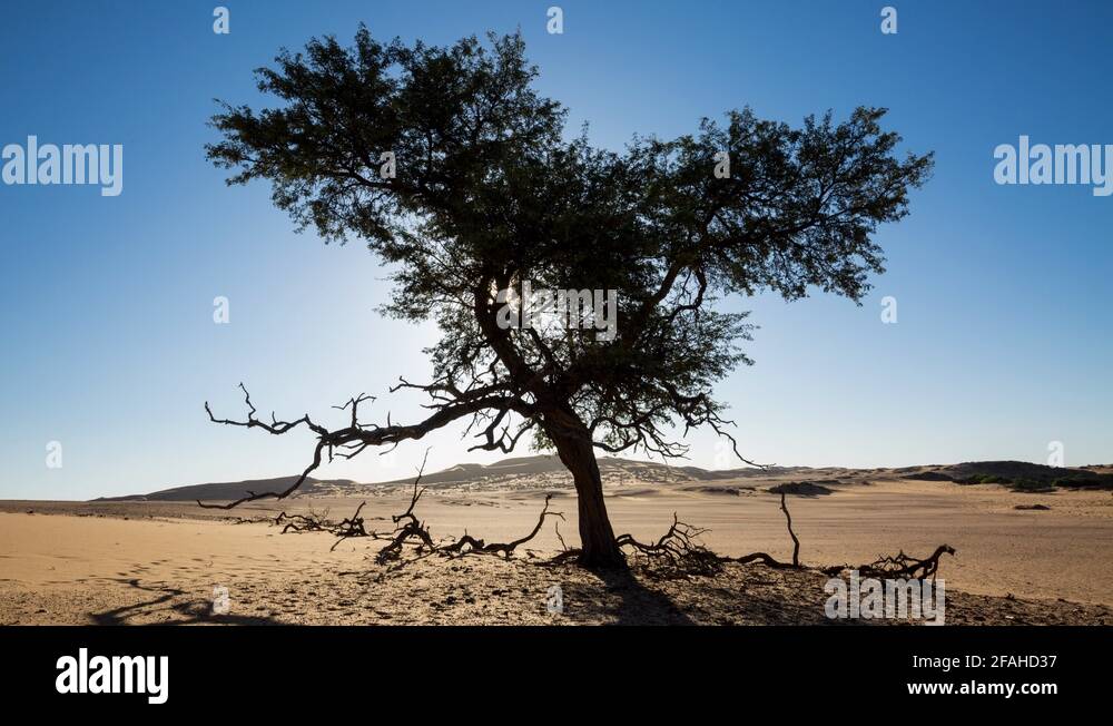 Acacia tree in desert landscape Stock Videos & Footage - HD and 4K ...