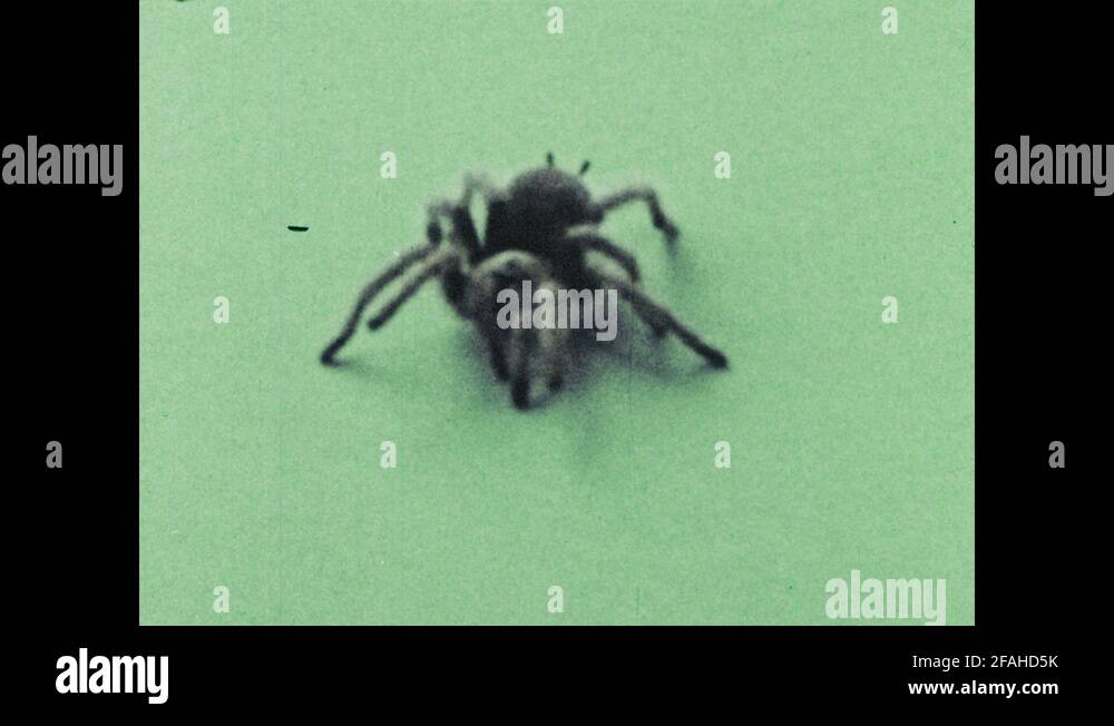 Spider web on the floor Stock Videos & Footage - HD and 4K Video Clips ...