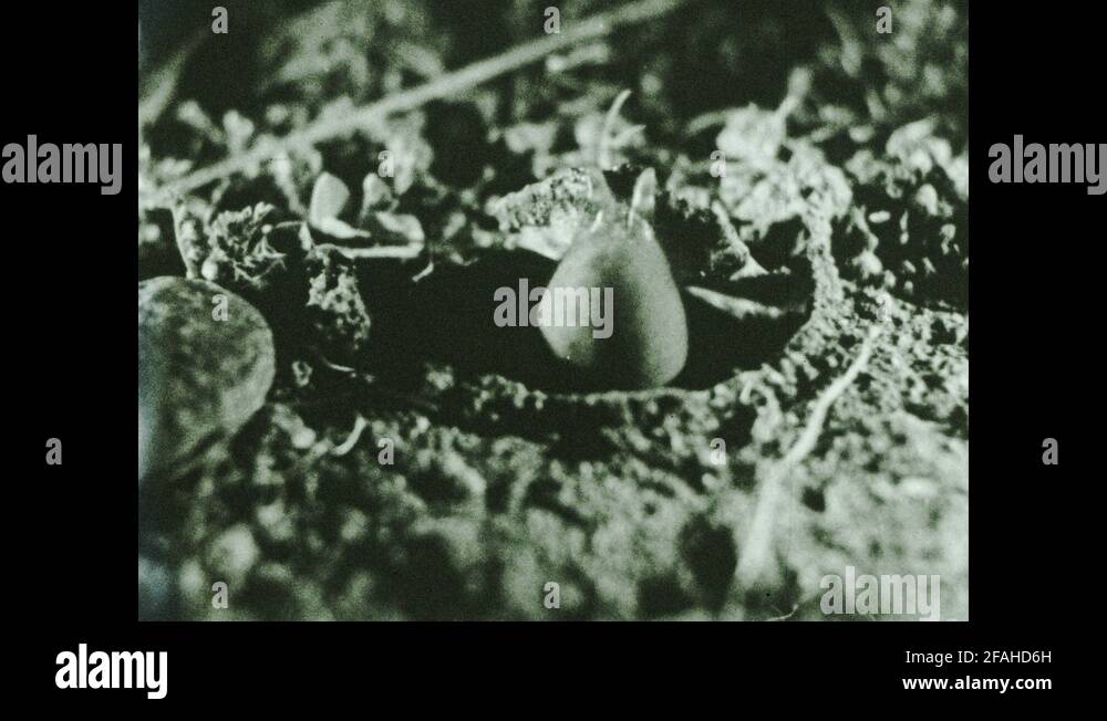 Nest marking Stock Videos & Footage - HD and 4K Video Clips - Alamy