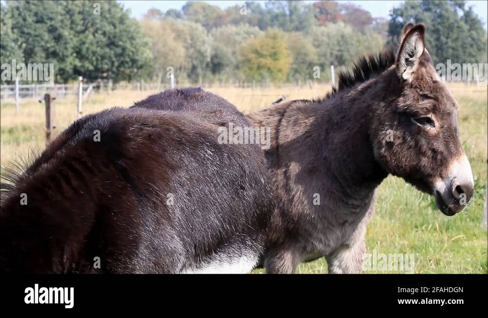Donkey on a farm Stock Videos & Footage - HD and 4K Video Clips - Alamy