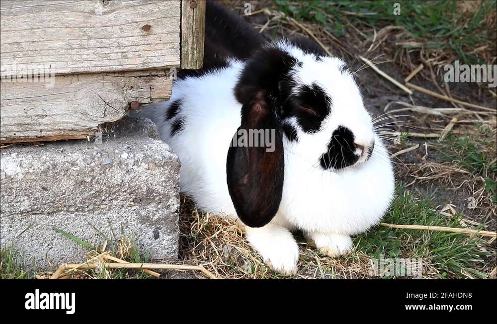 White rabbit bunny Stock Videos & Footage - HD and 4K Video Clips - Alamy