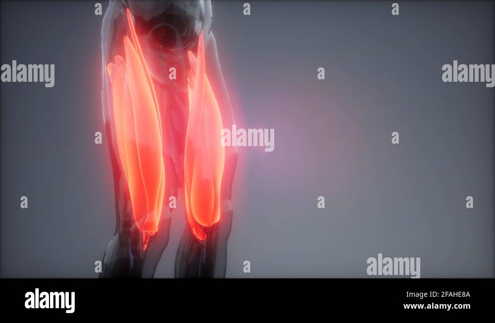 thigh muscles - Visible muscle anatomy map Stock Video Footage - Alamy