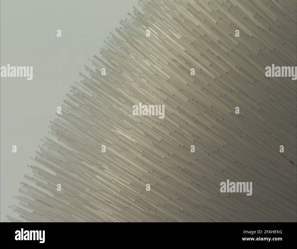 Seed rods Stock Videos & Footage - HD and 4K Video Clips - Alamy