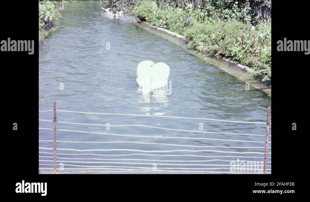 Fish men Stock Videos & Footage - HD and 4K Video Clips - Alamy