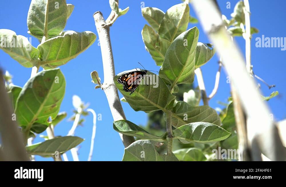 Monarch butterfly lifecycle Stock Videos & Footage - HD and 4K Video ...