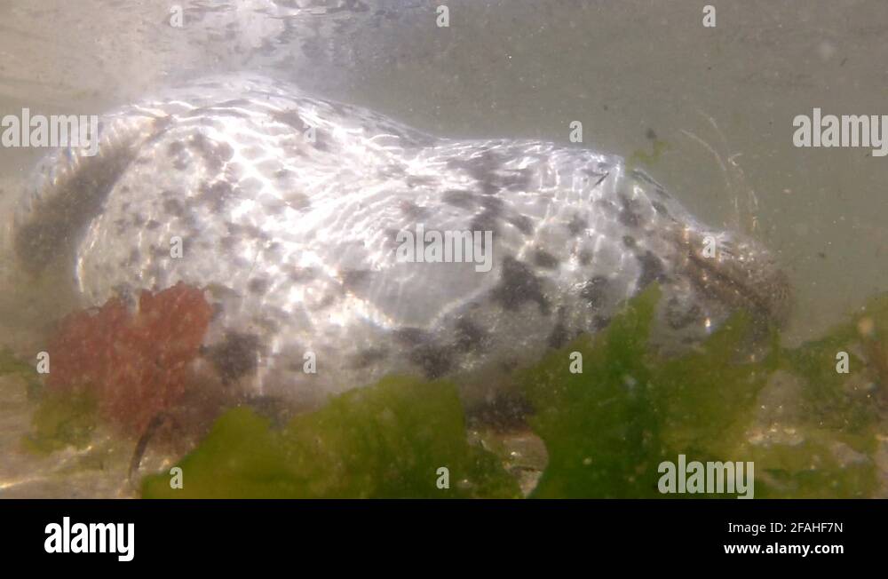 Underwater close up dead Stock Videos & Footage - HD and 4K Video Clips ...