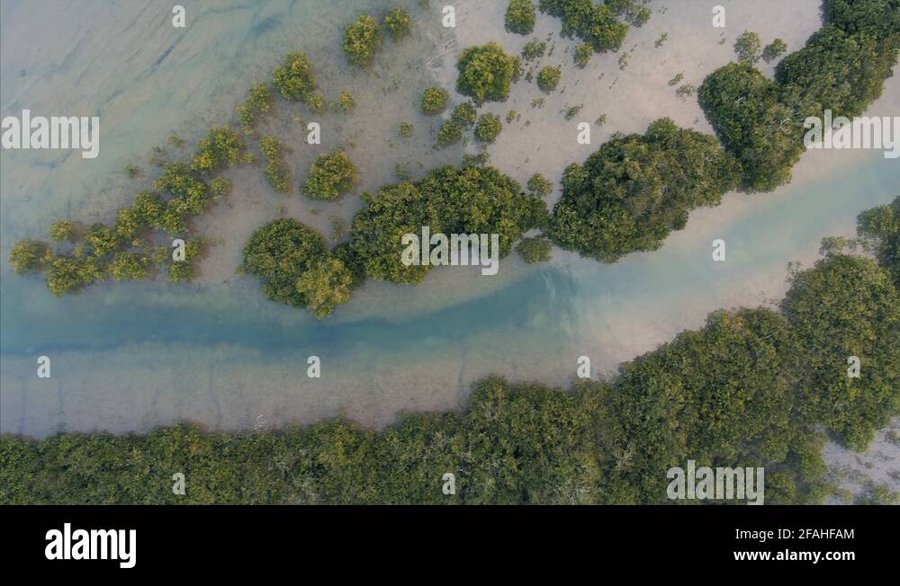 New zealand mangrove Stock Videos & Footage - HD and 4K Video Clips - Alamy