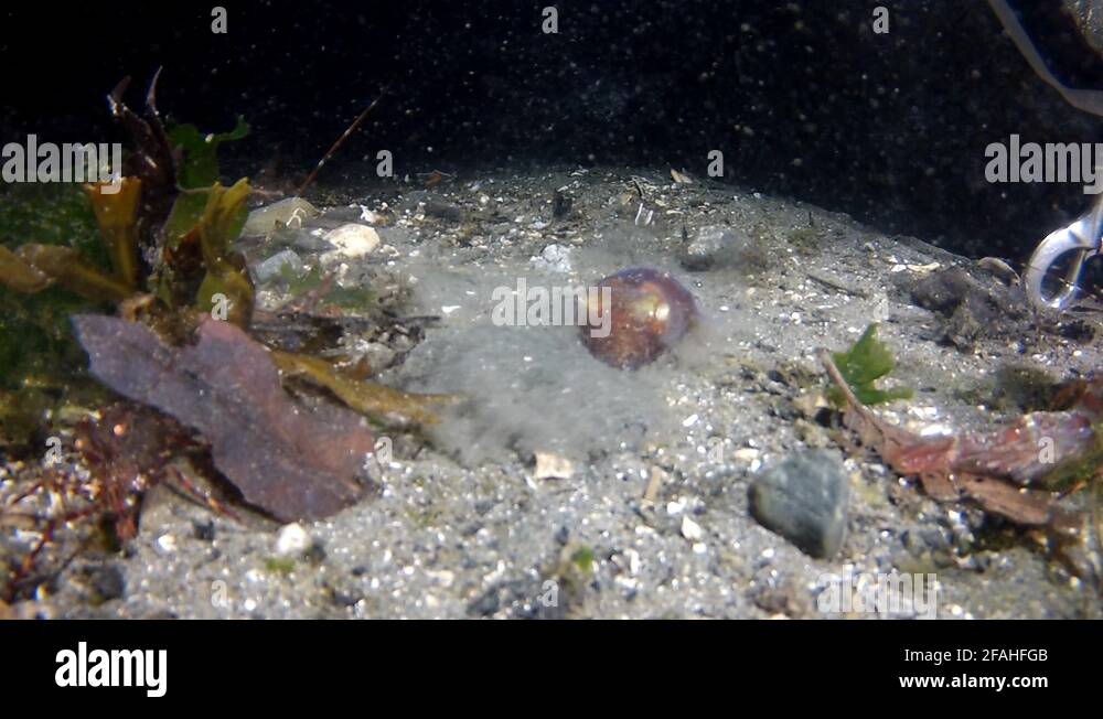 Squid digging Stock Videos & Footage - HD and 4K Video Clips - Alamy