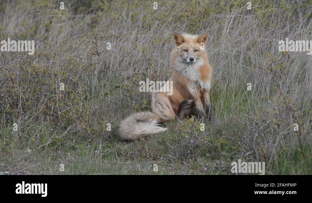 Carnivore furry Stock Videos & Footage - HD and 4K Video Clips - Alamy