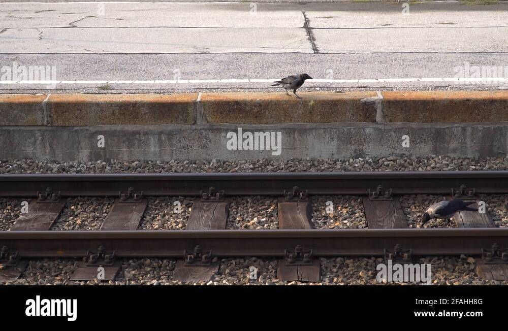 Animal signs and tracks Stock Videos & Footage - HD and 4K Video Clips ...