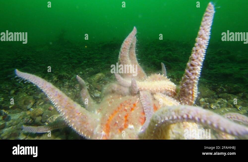 Underwater Close-Up of Octopus With Tentacles Sitting on Bottom of ...