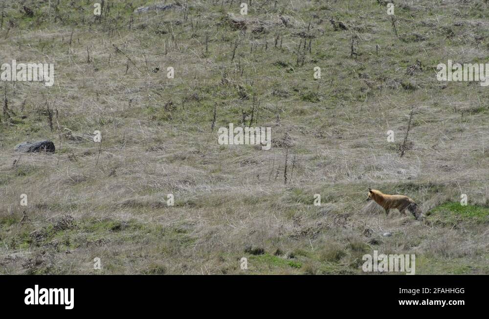 Fox is stalking Stock Videos & Footage - HD and 4K Video Clips - Alamy
