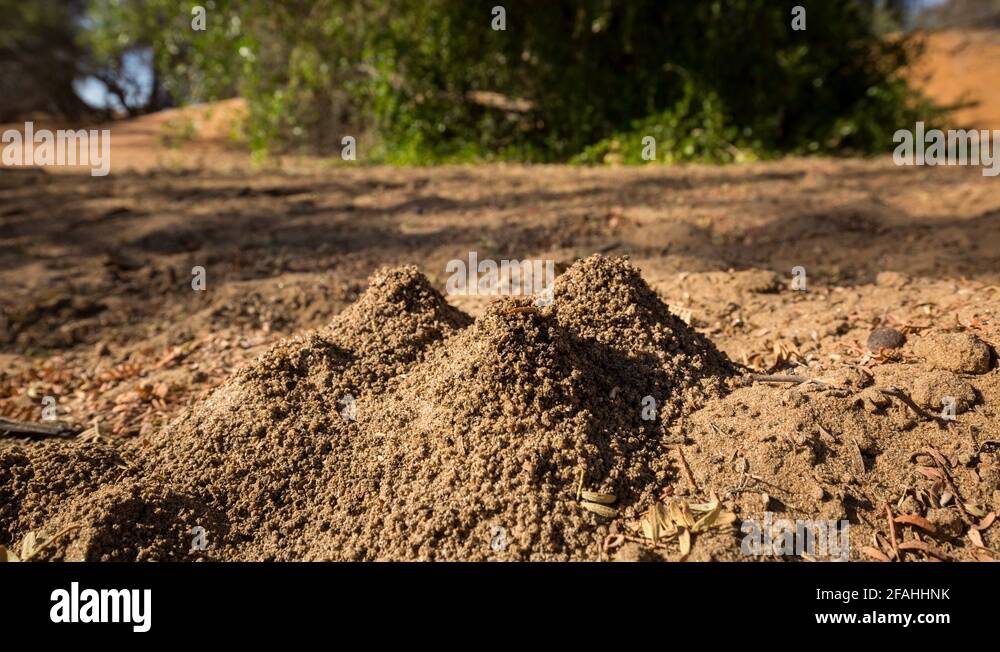 Earth nest Stock Videos & Footage - HD and 4K Video Clips - Alamy