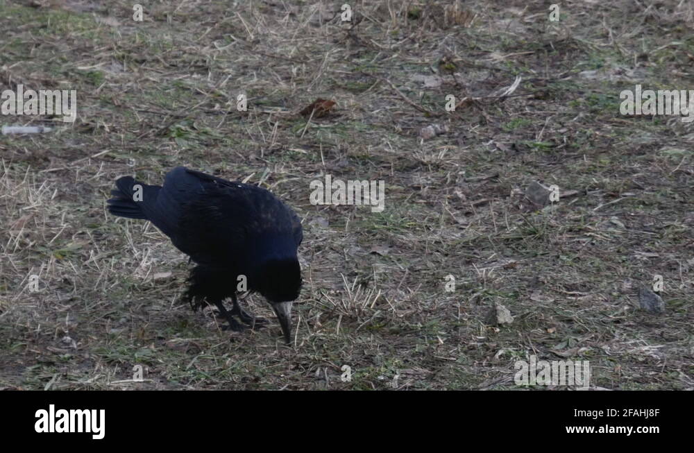 Raven character Stock Videos & Footage - HD and 4K Video Clips - Alamy