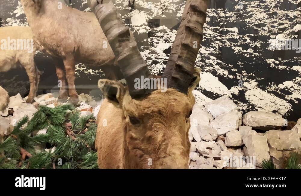 Goat hoof bottom Stock Videos & Footage - HD and 4K Video Clips - Alamy