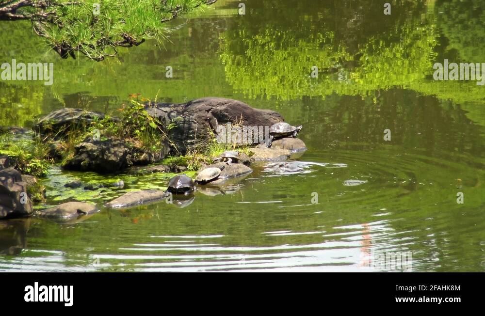 Side view of turtles head Stock Videos & Footage - HD and 4K Video ...