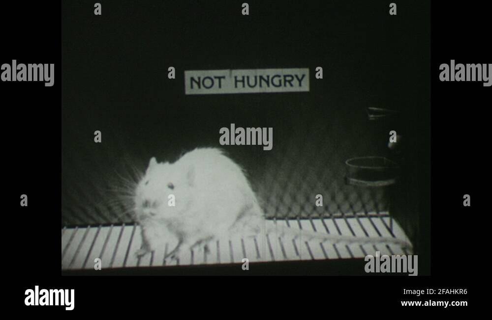 1940s: Rat “Not Hungry” gets electrocuted by grid on the ground, rat ...