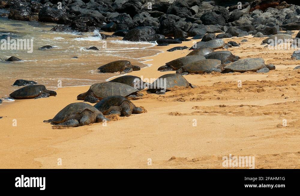 Footage of sea turtles on Ho'okipa Beach, on the island of Maui, Hawaii ...
