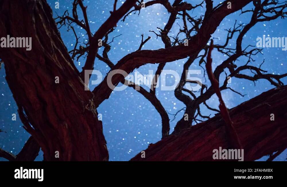 Dead withered tree branches at night fill frame with out of focus stars ...