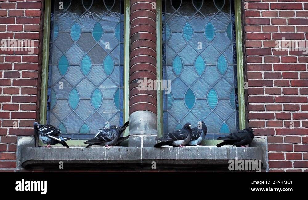 Window shelter Stock Videos & Footage - HD and 4K Video Clips - Alamy