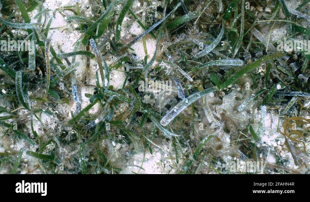Banded snake eel, myrichthys colubrinus, crawling the sea floor hunting ...