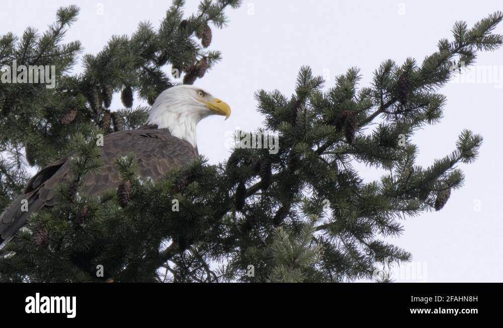 Eagle flight pacific northwest Stock Videos & Footage - HD and 4K Video ...