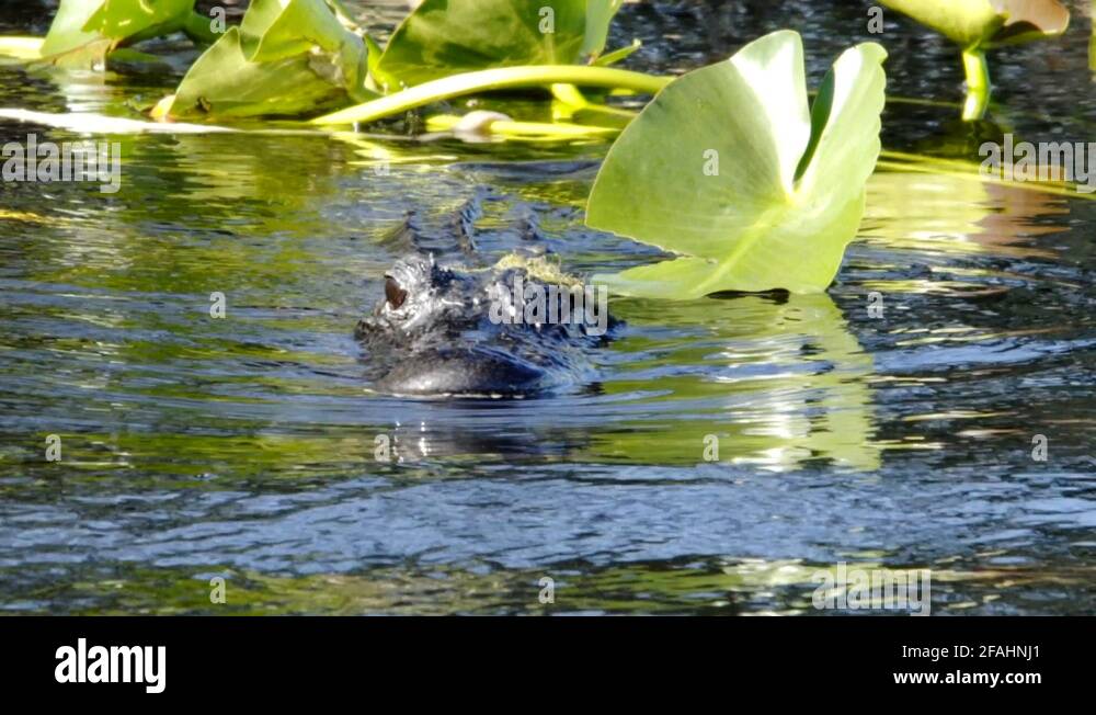 Crocodile in swamp crocodylus niloticus Stock Videos & Footage - HD and ...