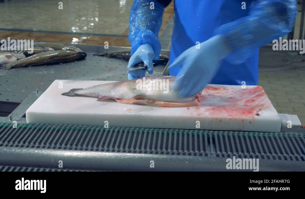 Headless fish Stock Videos & Footage - HD and 4K Video Clips - Alamy