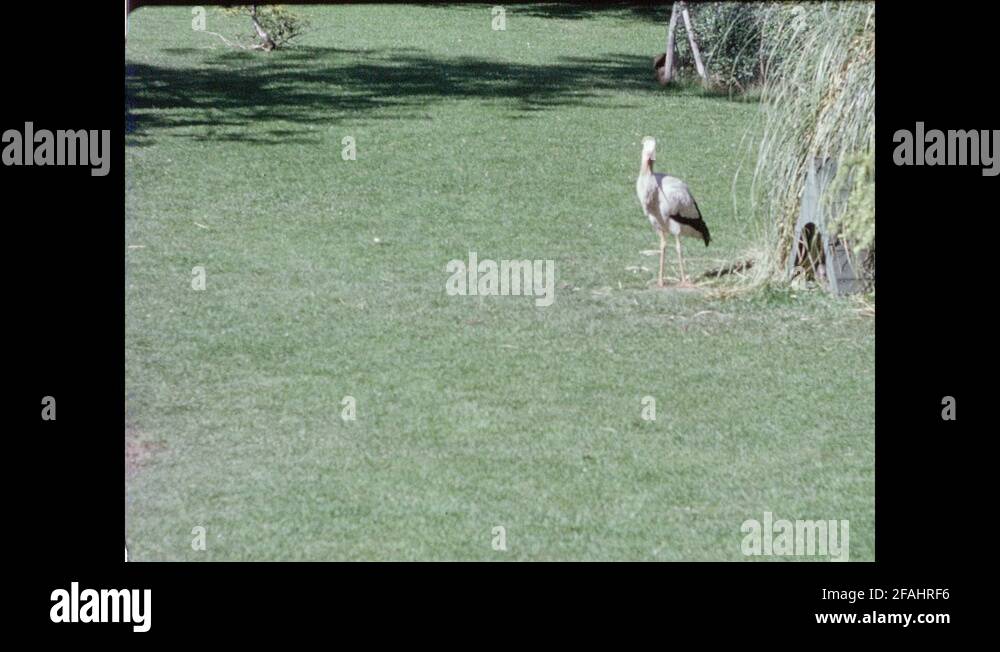 Hedge maze map Stock Videos & Footage - HD and 4K Video Clips - Alamy