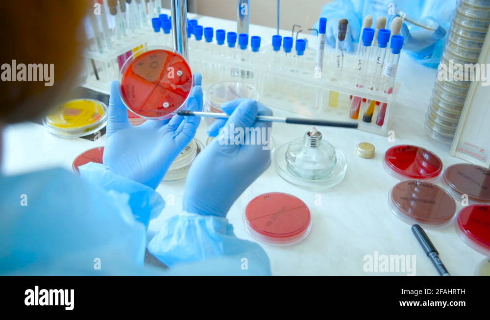 Glass fungi Stock Videos & Footage - HD and 4K Video Clips - Alamy