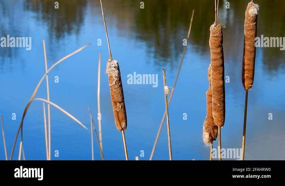 White fluffy seed pods Stock Videos & Footage - HD and 4K Video Clips ...
