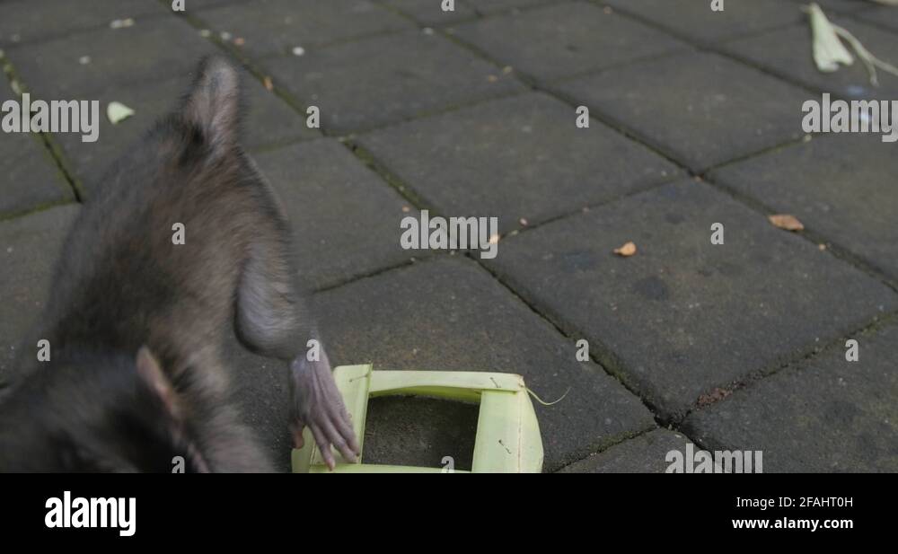 Monkey waste Stock Videos & Footage - HD and 4K Video Clips - Alamy