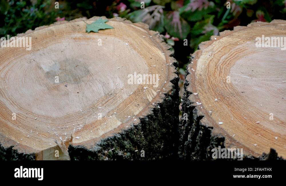 Tree circle rings Stock Videos & Footage - HD and 4K Video Clips - Alamy