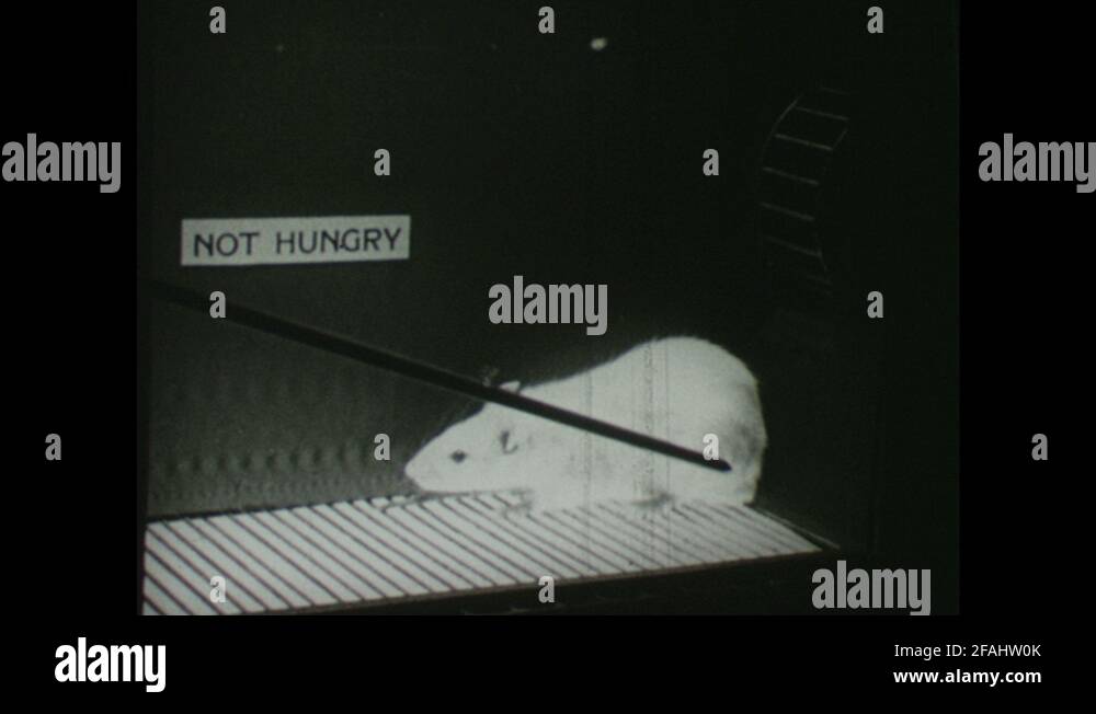 Laboratory rat wheel Stock Videos & Footage - HD and 4K Video Clips - Alamy