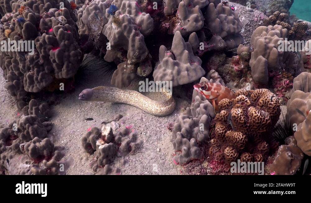 White Eyed Murray Eel at Koh Tao Filmed in 4K High Dynamic Range with ...