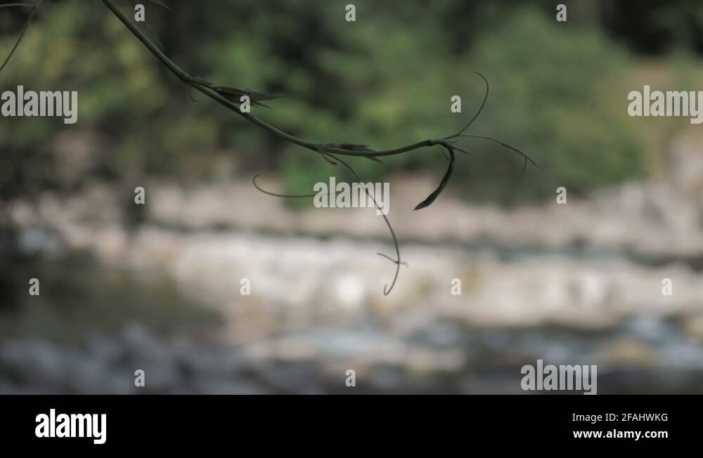 Twig floating Stock Videos & Footage - HD and 4K Video Clips - Alamy