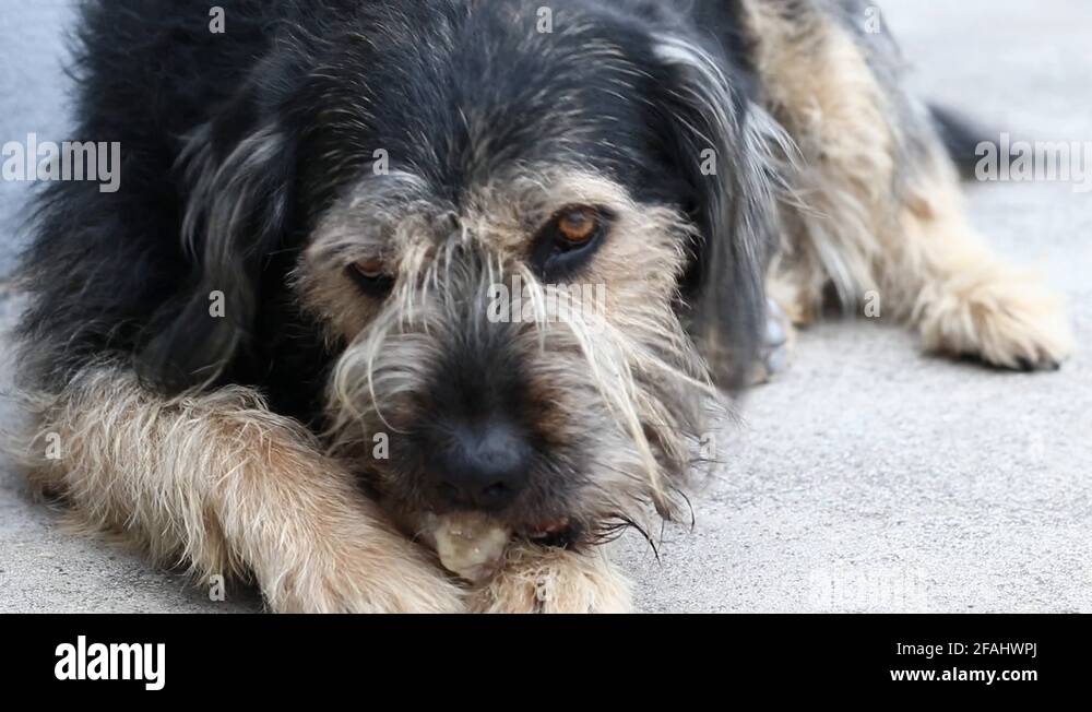 Isolated laying lying down Stock Videos & Footage - HD and 4K Video ...