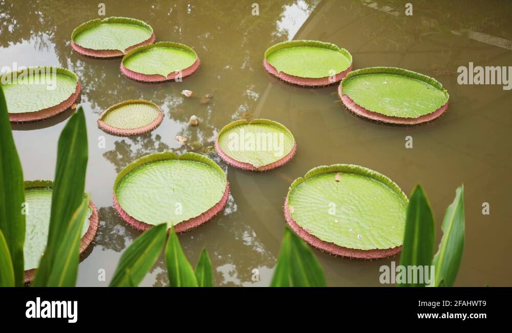 Floating lily pads Stock Videos & Footage - HD and 4K Video Clips - Alamy